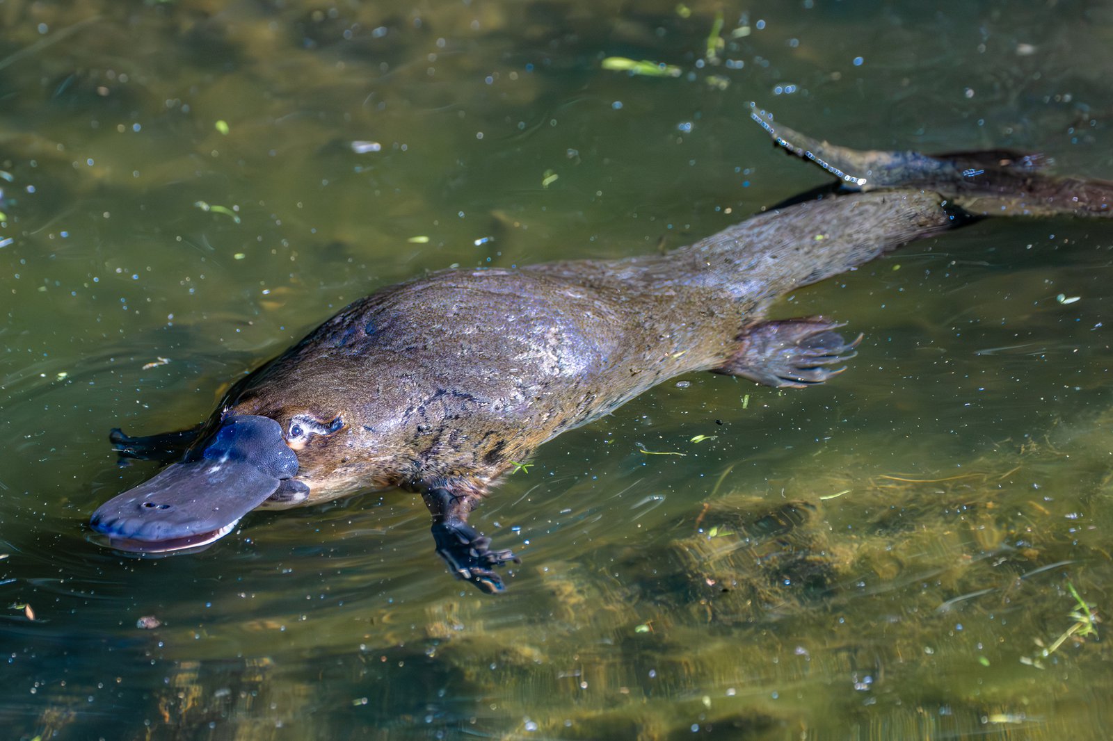 Platypus Prowl on the Tarwin River - South Gippsland